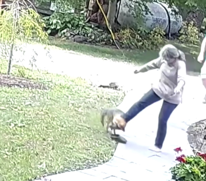 A rabies-infected fox attacked a woman in her yard and would not let go