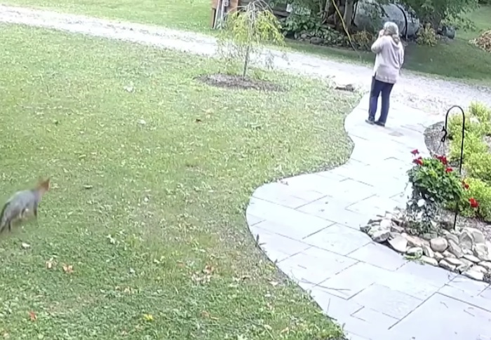 A rabies-infected fox attacked a woman in her yard and would not let go