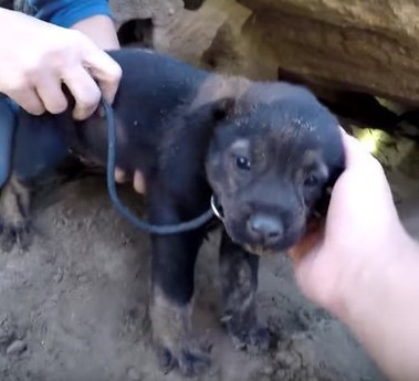 Rescuers hear high-pitched calls for help and then see puppies trapped ...