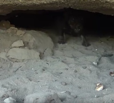 Rescuers hear high-pitched calls for help and then see puppies trapped ...