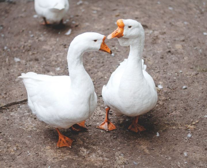 Excited goose spots favorite human friend and its reaction is way too pure