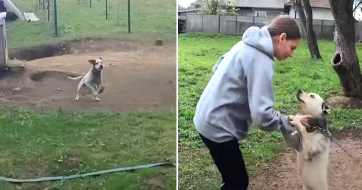 Pitbull spends life on a chain until strangers arrive 1 day to rescue him