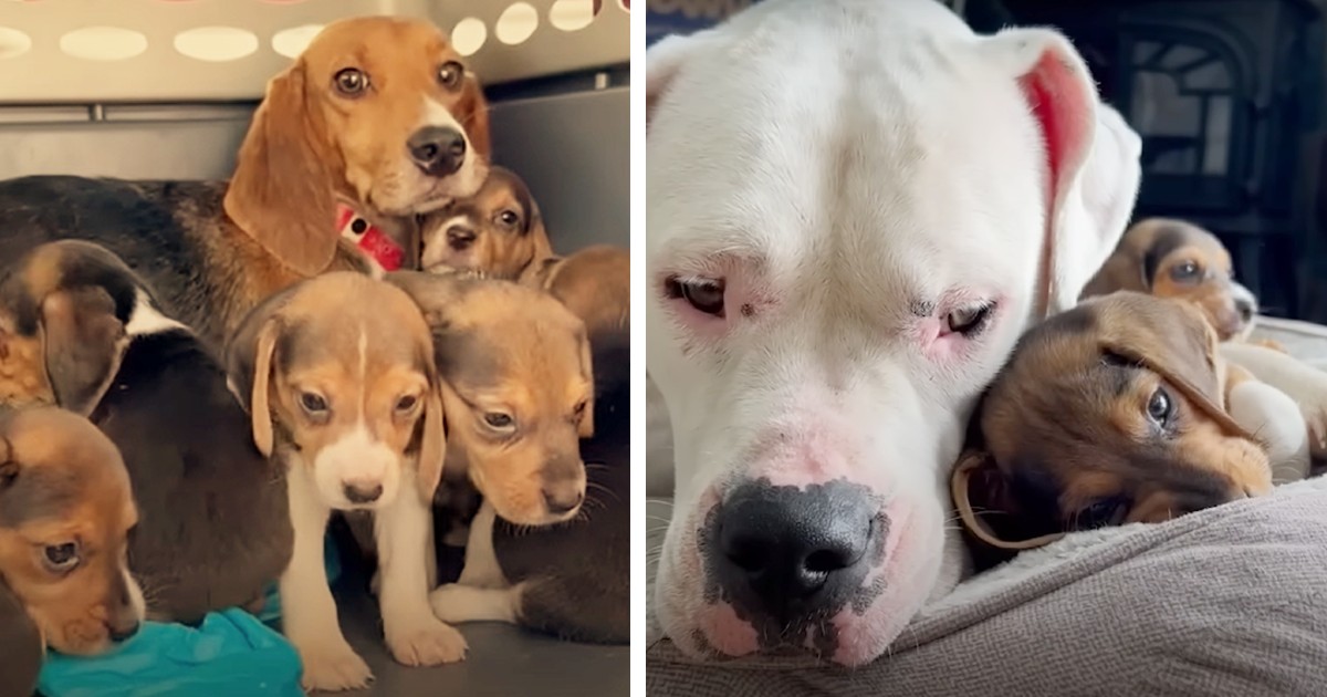 Pittie steps in to help stressed beagle mom and becomes perfect nanny