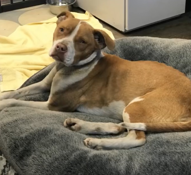 Stray dog weighed down by 10-pound chain finally smiles when she’s freed