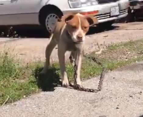 Stray dog weighed down by 10-pound chain finally smiles when she’s freed