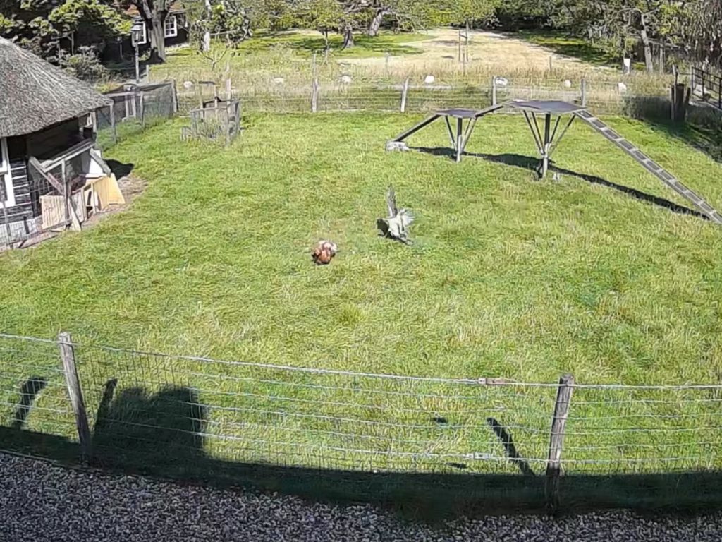 Farm animals team up to save chicken from hawk attack and it’s like a ...