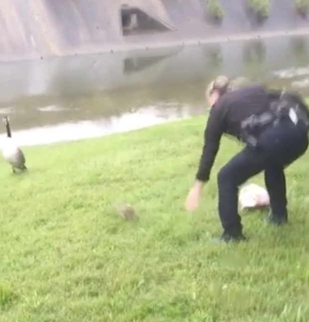 Goose taps on police officer’s car and asks for help