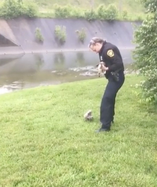 Goose taps on police officer’s car and asks for help