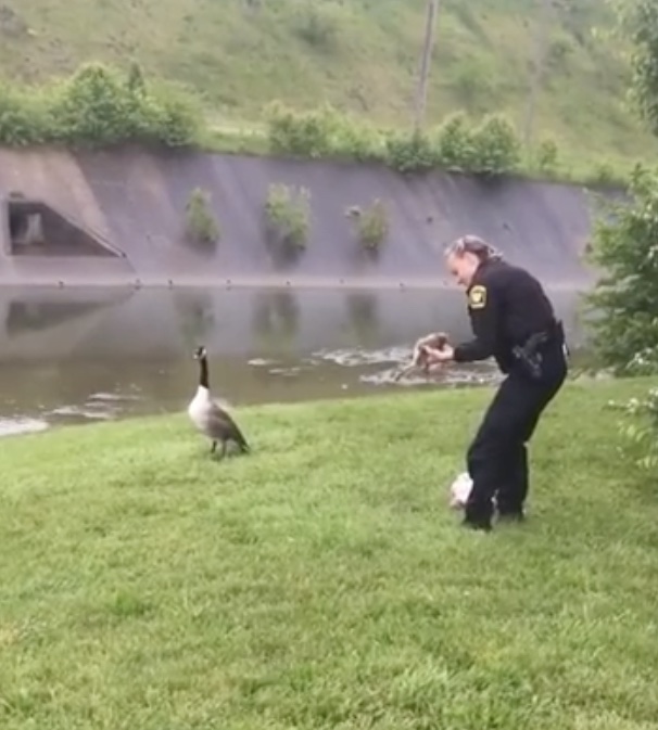 Goose taps on police officer’s car and asks for help