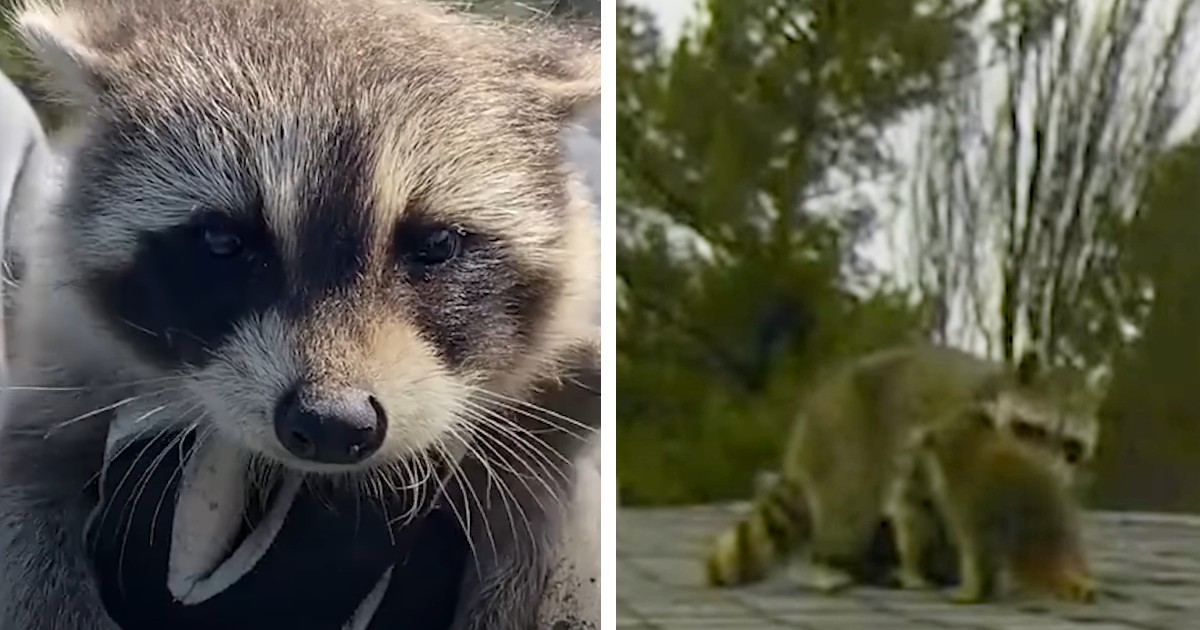 Rescuers give orphaned baby to raccoon mom and wait to see if she’ll ...