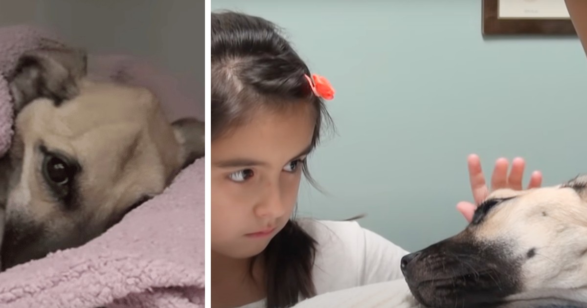 Rescuers take in starving dog and fight to help her survive