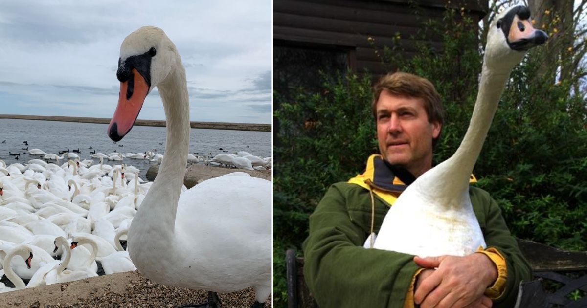 Man calms distressed, injured swan with a cuddle and gets a beautiful ...