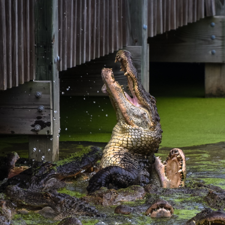 Man recounts harrowing moment he lost his arm to an alligator followed ...