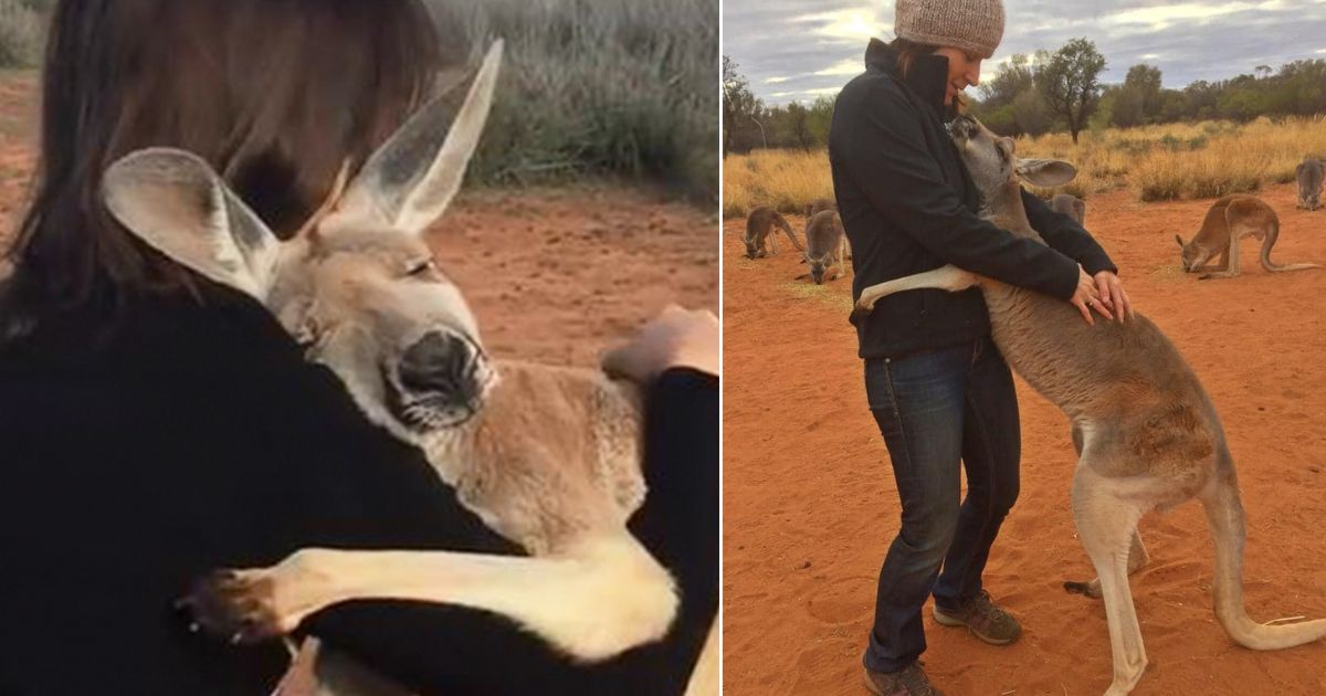 Sweet kangaroo is so happy to be saved that she thanks her rescuers ...