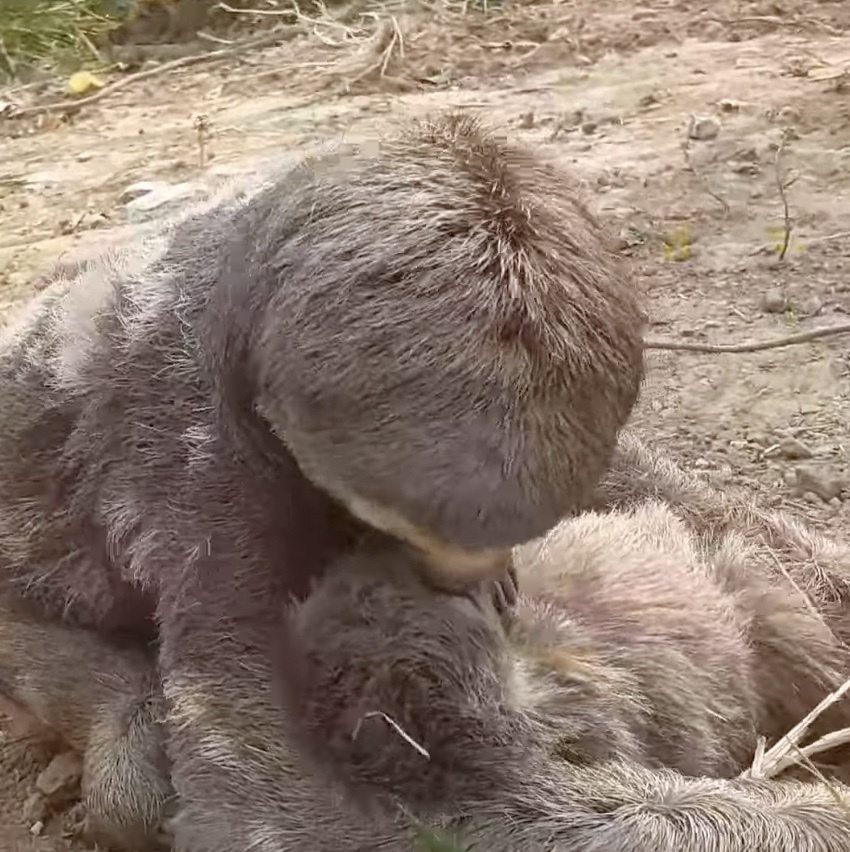 Heartbroken sloth mom is ‘overjoyed’ to reunite with missing baby