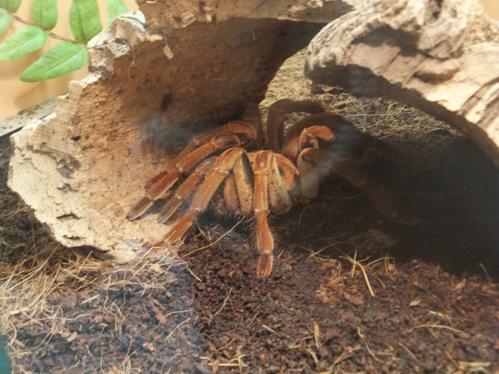 Meet the bird-eating spider that can grow up to be the size of a dinner ...