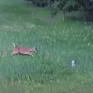 Deer sees hawk swoop down into field to grab bunny and comes to its rescue