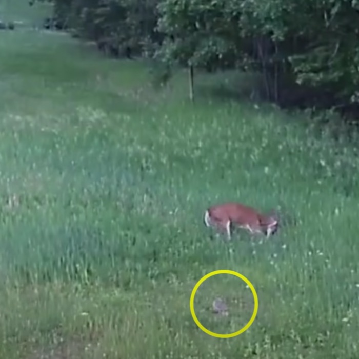 Deer sees hawk swoop down into field to grab bunny and comes to its rescue