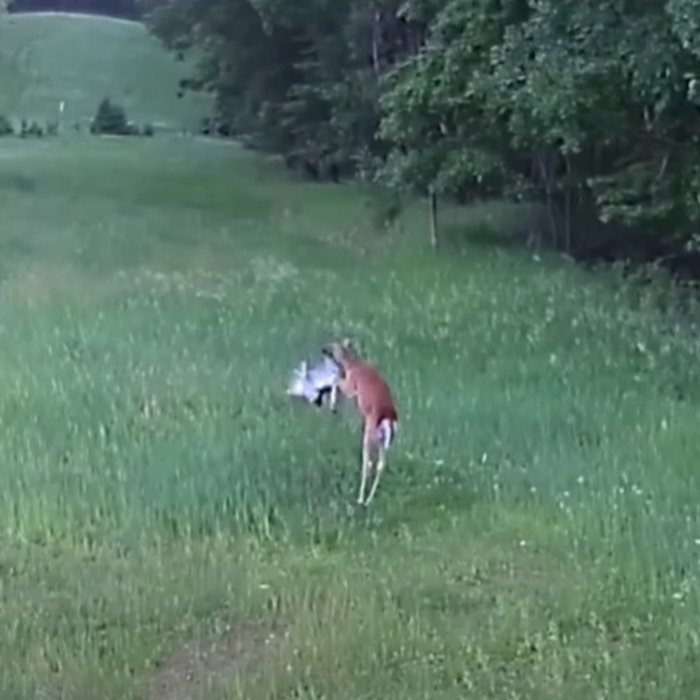 Deer sees hawk swoop down into field to grab bunny and comes to its rescue