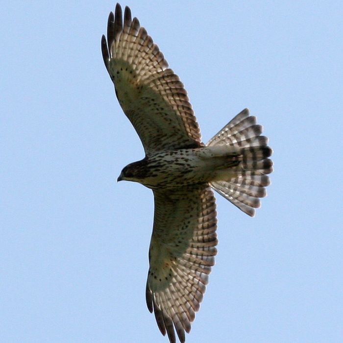 Deer sees hawk swoop down into field to grab bunny and comes to its rescue