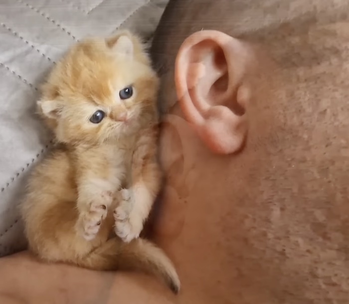 Tiny kitten melts millions of hearts with morning nibble on “stern” man ...