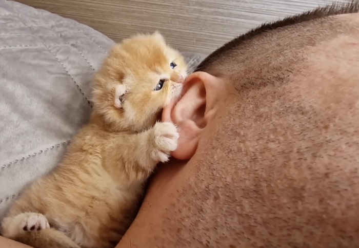 Tiny kitten melts millions of hearts with morning nibble on “stern” man ...