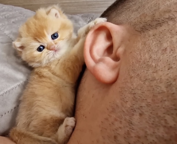 Tiny kitten melts millions of hearts with morning nibble on “stern” man ...