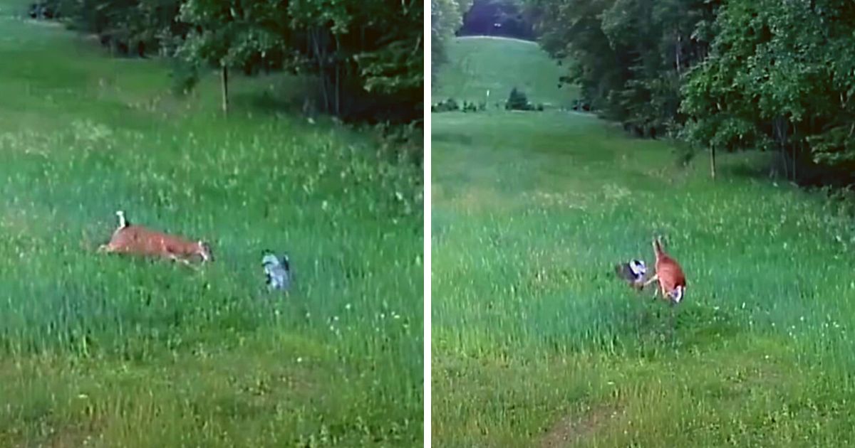 Deer sees hawk swoop down into field to grab bunny and comes to its rescue