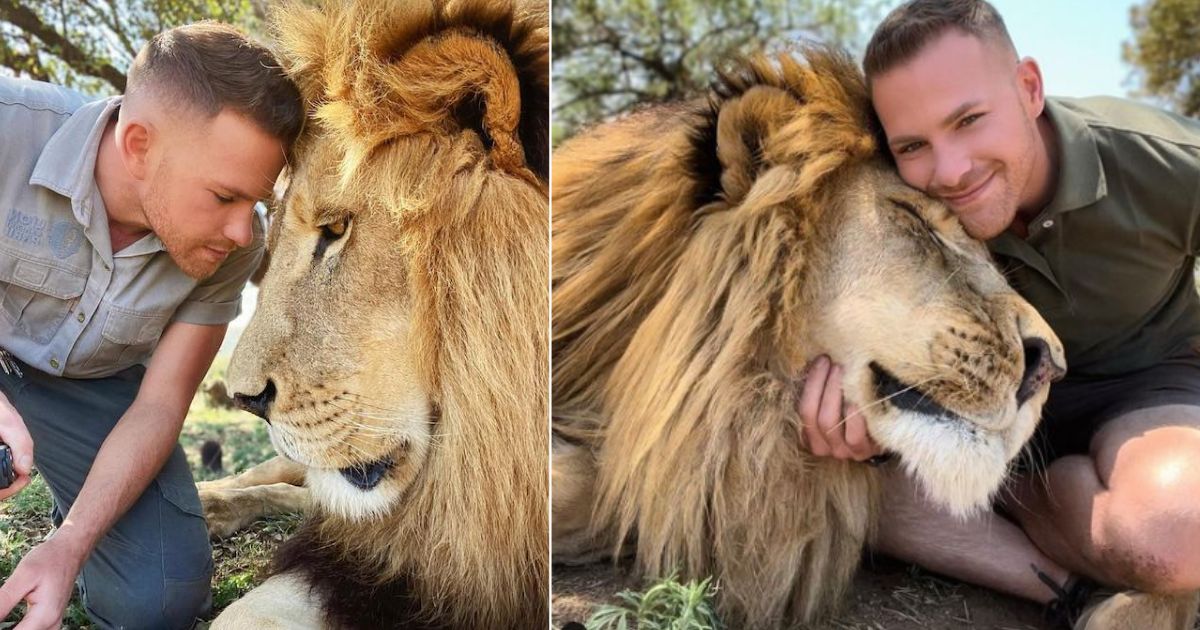 Worker shares adorable friendship with a 550-pound lion he’s taken care ...