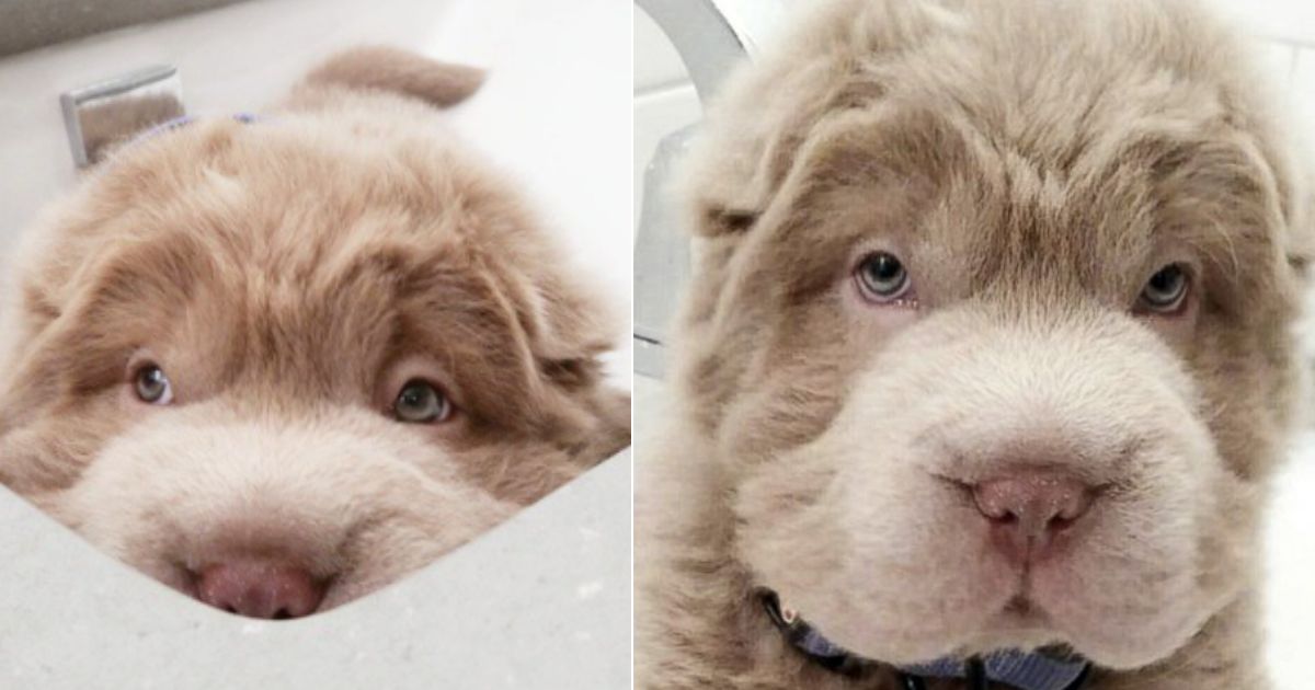 People are swooning for this adorable bear-coat Shar Pei that looks ...