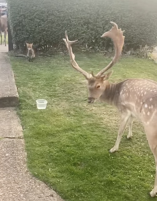 ‘Real-life’ Snow White is visited by wild foxes and deer at her home