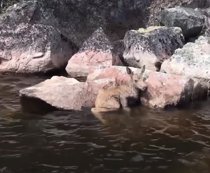 Fisherman spot baby moose drowning in the water and dash in for a ...