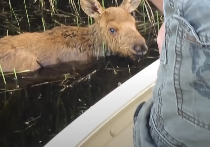 Brave fishermen save two baby moose from drowning after getting stuck ...