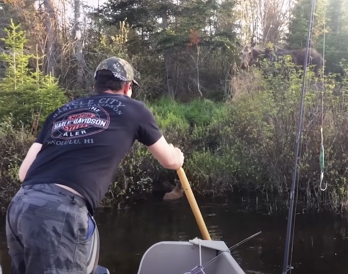 Fisherman spot baby moose drowning in the water and dash in for a ...