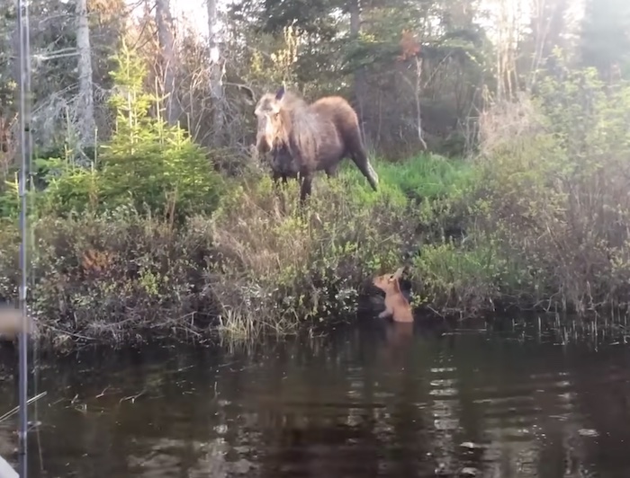 Brave fishermen save two baby moose from drowning after getting stuck ...