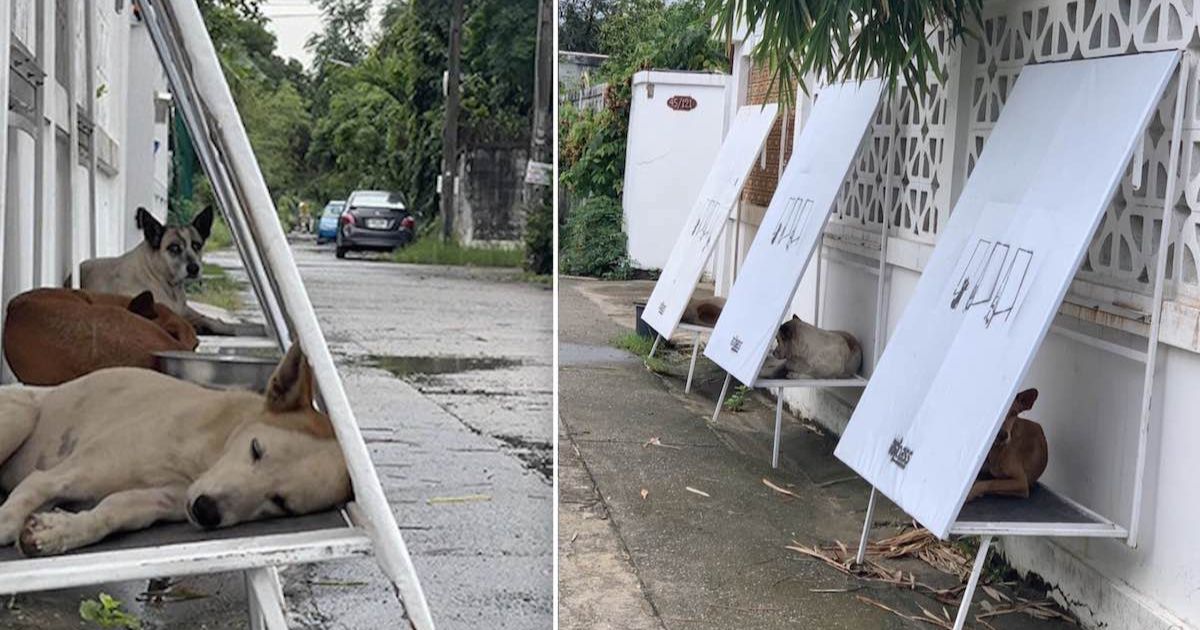 These pop-up shelters are helping the stray dogs in Thailand