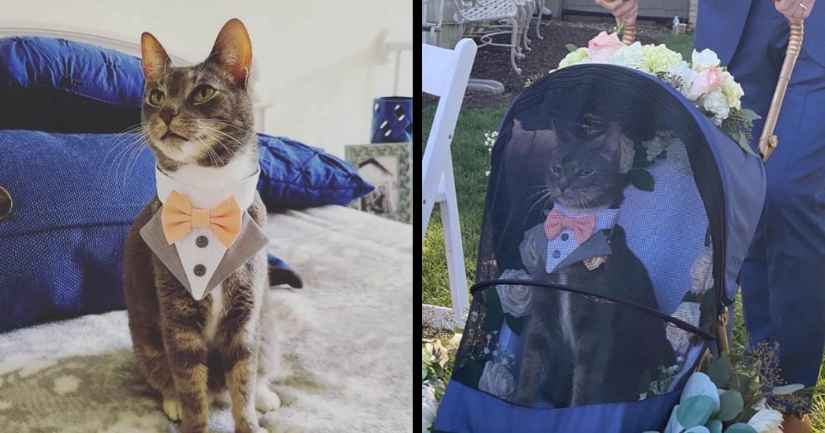 Cat nabs the spotlight at owners’ wedding as adorable ring bearer
