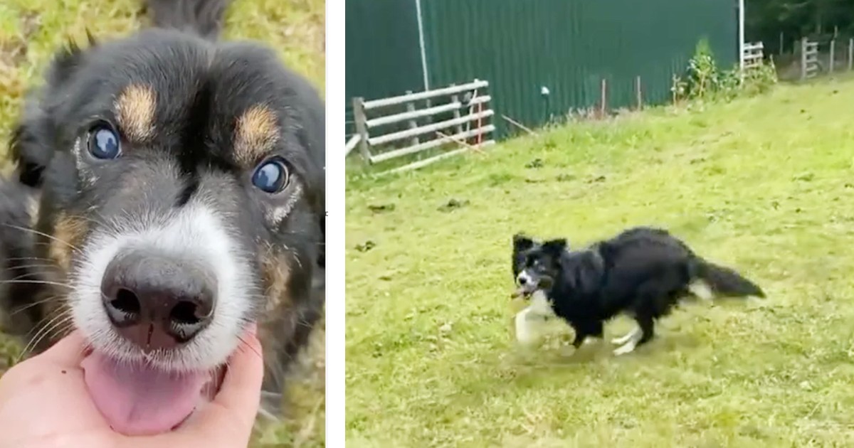 Blind dog finally gets to run free in his ‘very own field’ after more ...