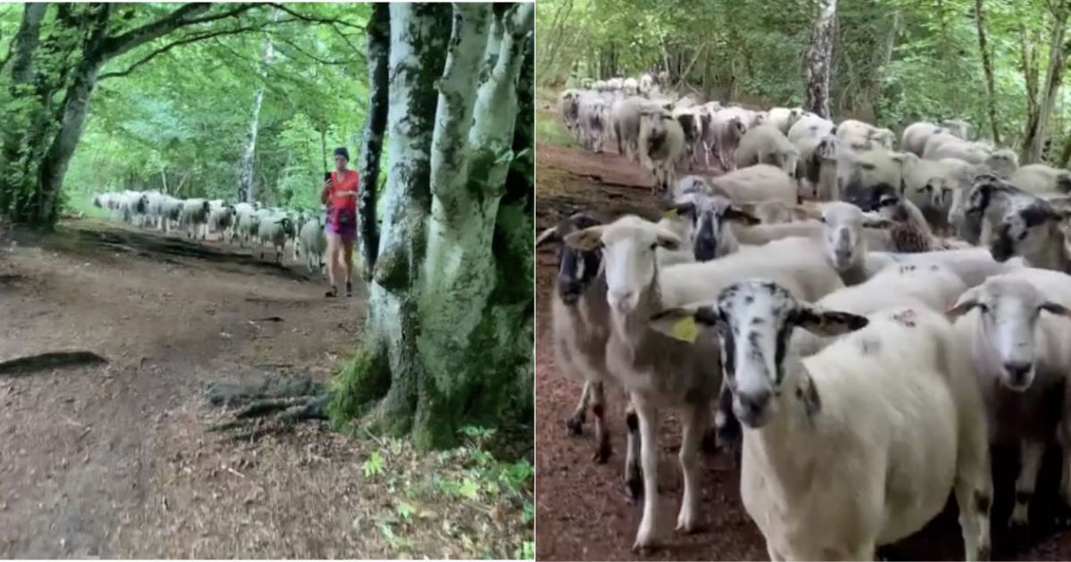 Runner turns around and realizes she’s randomly being followed by 100 ...