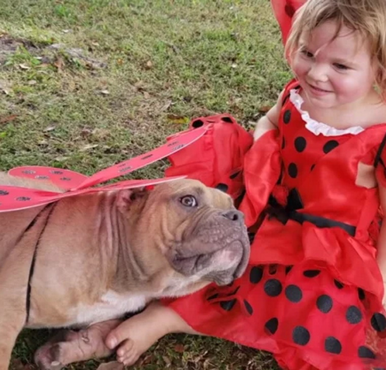 Sick pit bull forms connection with 2-yr-old that saves her & now they ...