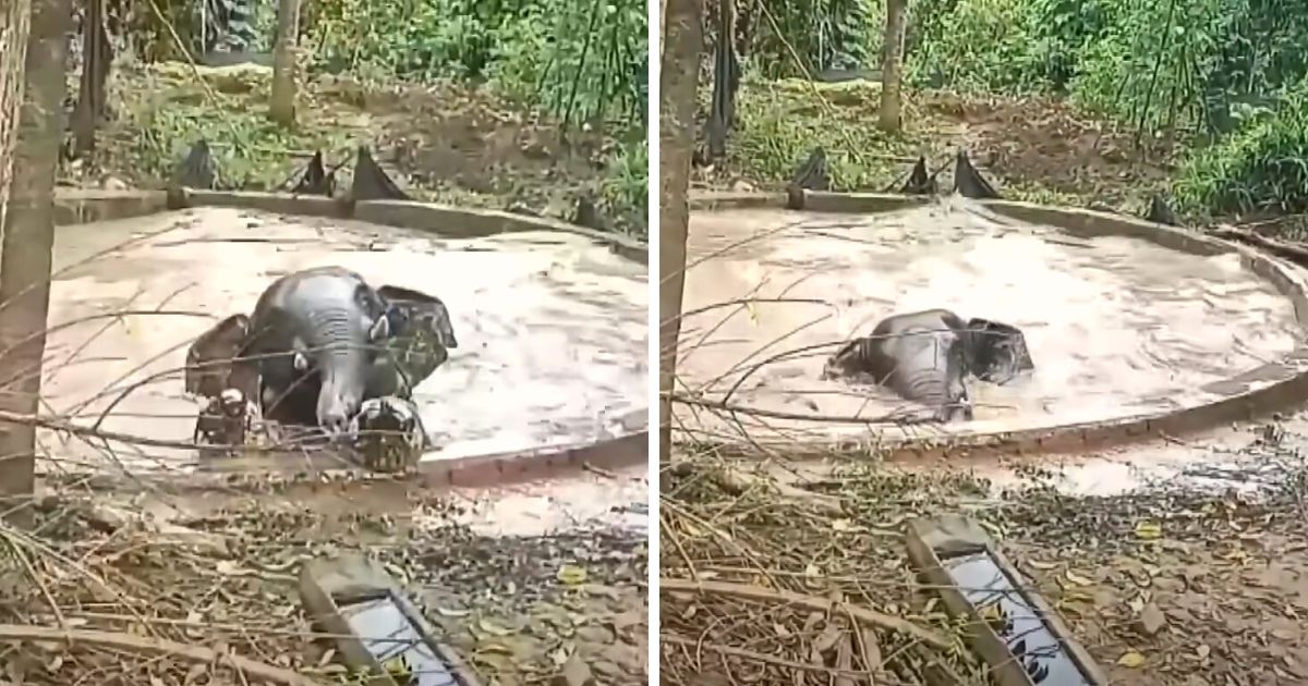 Locals see a wild elephant starting to sink in pond and smash wall to ...
