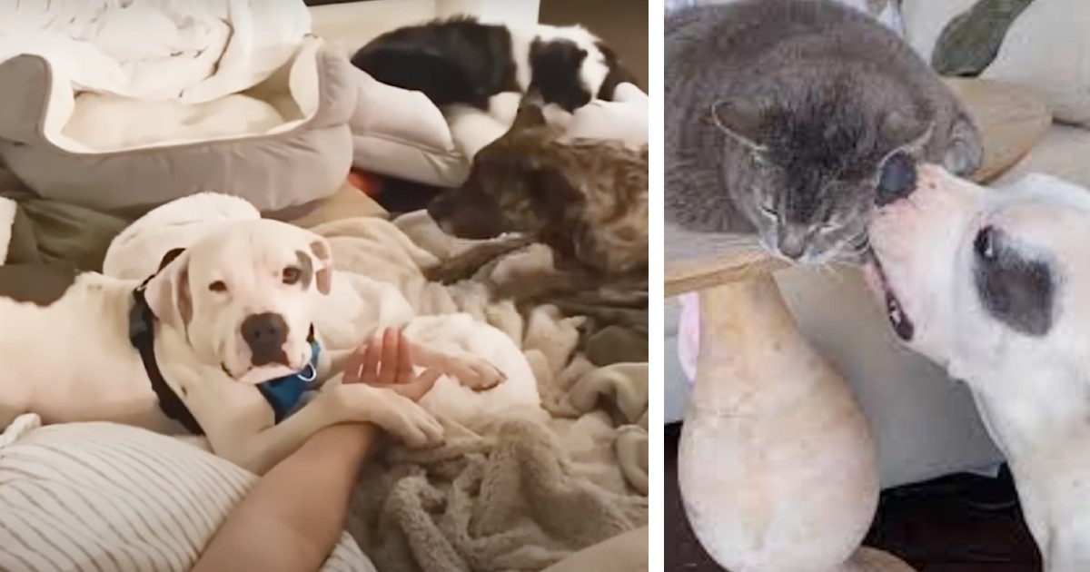 Woman saves stray pittie from side of road and introduces him to her 11 ...