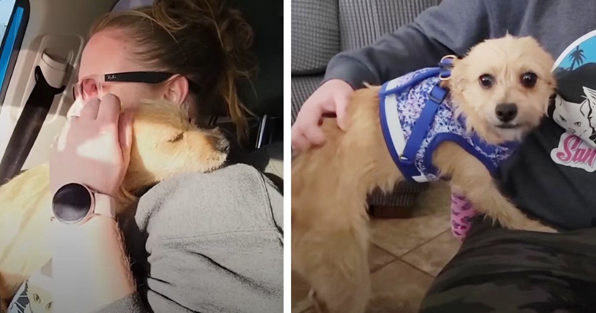 Scared and injured stray dog ‘melts’ into rescuers’ arms on the way to vet