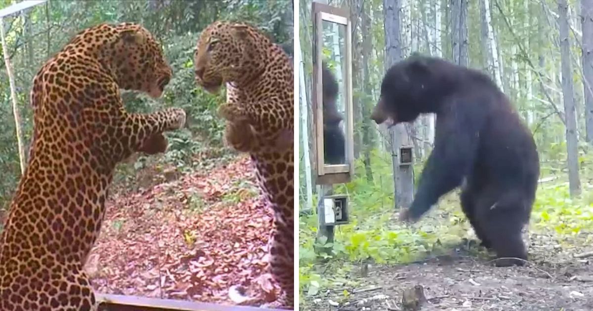Couple set up mirrors so animals can see their reflections for first ...