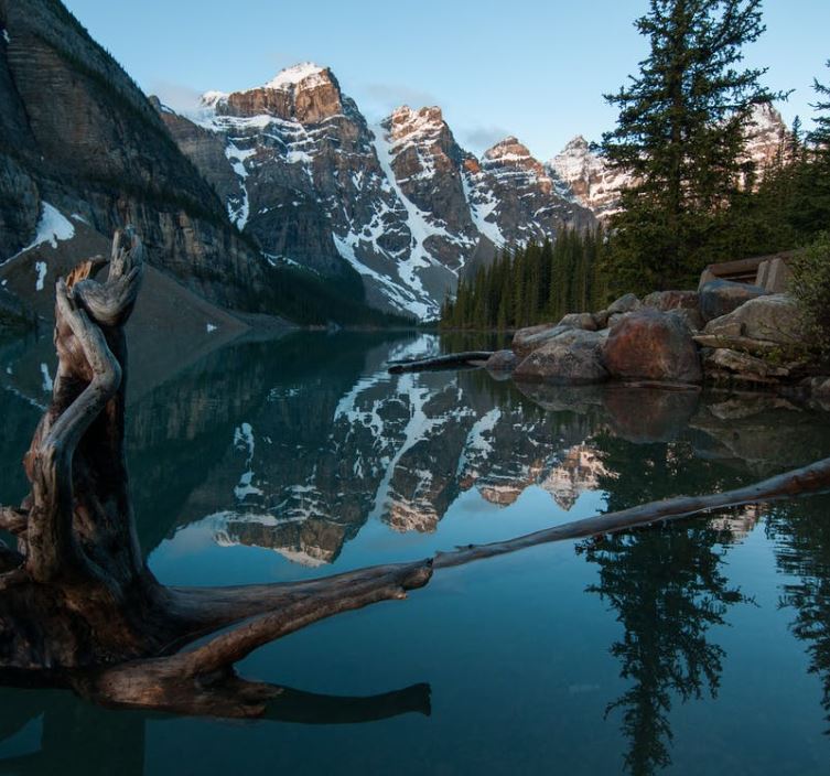 Woman captures hilariously adorable shot of baby barn owl running that ...