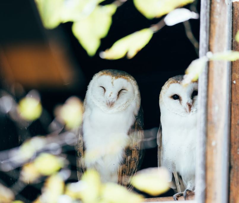 Woman captures hilariously adorable shot of baby barn owl running that ...
