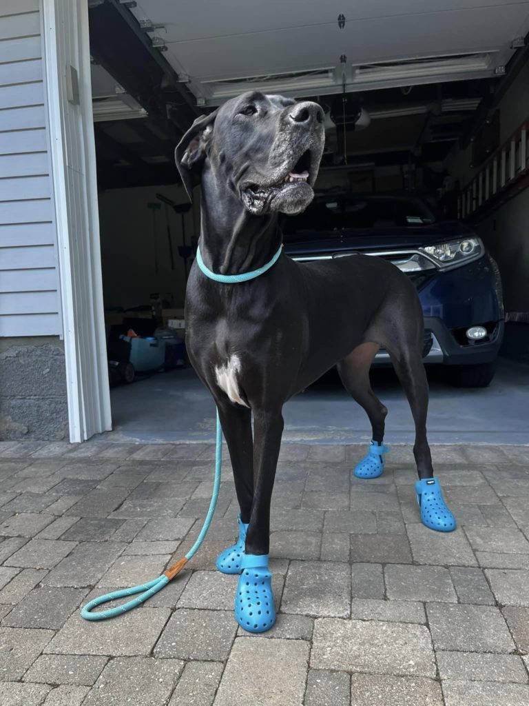 Giant goofy Great Dane is absolutely obsessed with wearing crocs