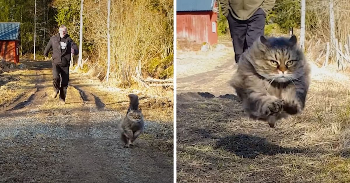 Adorable fluffy cat who loves to run races her human and bests him ...