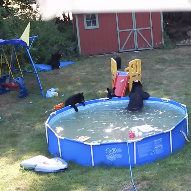 Family comes outside and finds 6 black bears having a pool party in ...