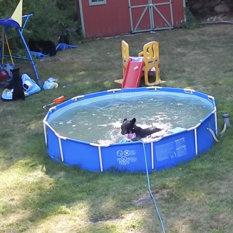 Family comes outside and finds 6 black bears having a pool party in ...